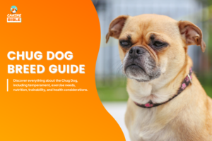 Chug Dog Breed Information: Traits, Facts, Care & More - Canine Bible