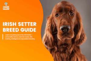 Irish Setter Breed Information: Traits, Facts, Care & More - Canine Bible