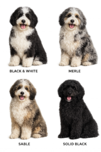 Sheepadoodle Dog Breed Information: Traits, Facts, Care & More - Canine ...