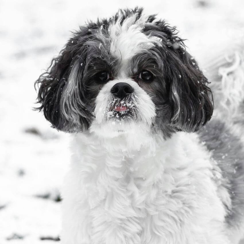 Shih-Poo Dog Breed Information: Traits, Facts, Care & More - Canine Bible