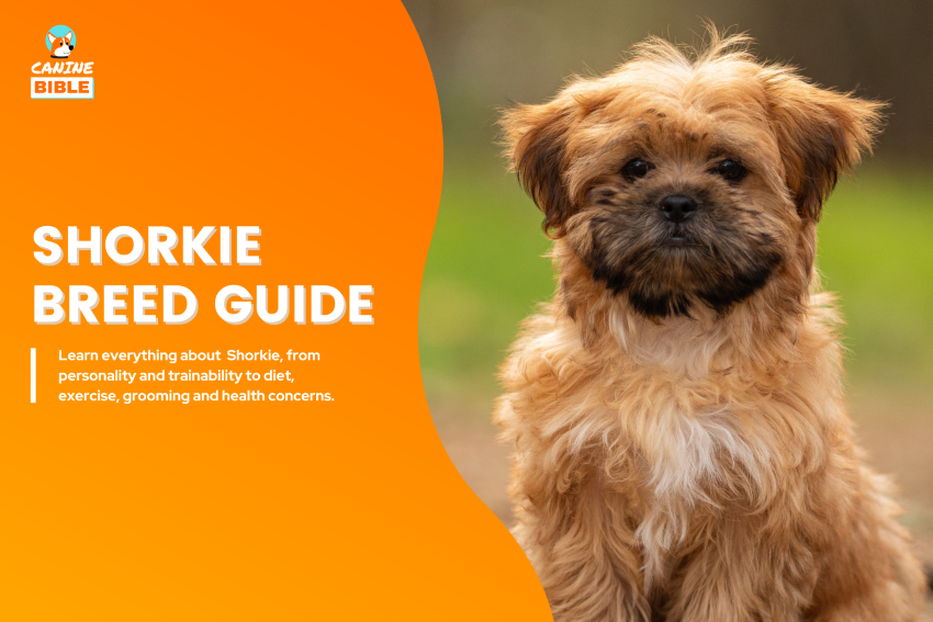 Shorkie Dog Breed Information: Traits, Facts, Care & More - Canine Bible
