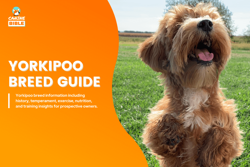 Yorkipoo Dog Breed Information: Traits, Facts, Care & More - Canine Bible