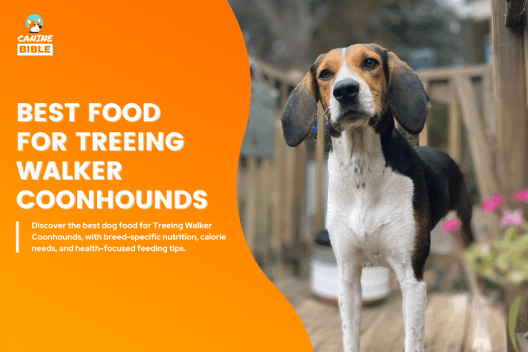 The 12 Best Dog Foods For Cavapoos 2026: Vet-Approved - Canine Bible