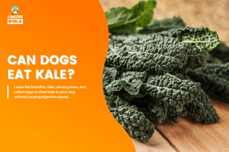 The Complete Guide to Dogs Eating Kale: Healthy or Not? - Canine Bible