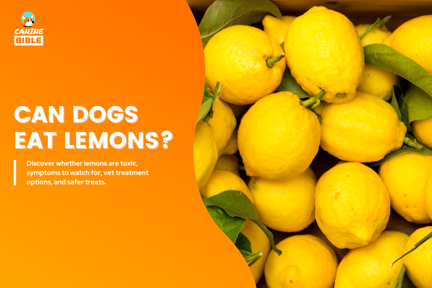 What to Do If Dog Eats Lemons? Toxic Dosage & Vet-Advice - Canine Bible