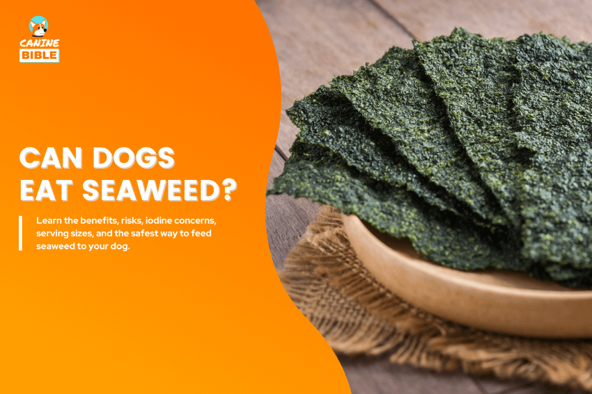 The Complete Guide to Dogs Eating Seaweed: Toxic or Healthy? - Canine Bible