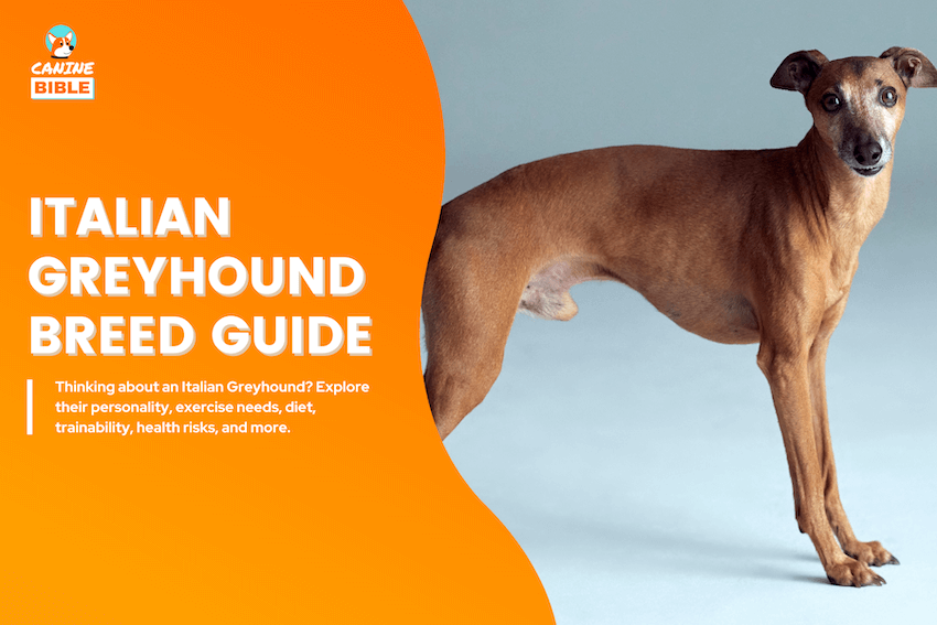 Italian Greyhound Breed Information: Traits, Facts, Care & More ...