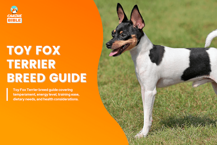 Toy Fox Terrier Breed Information: Traits, Facts, Care & More - Canine ...