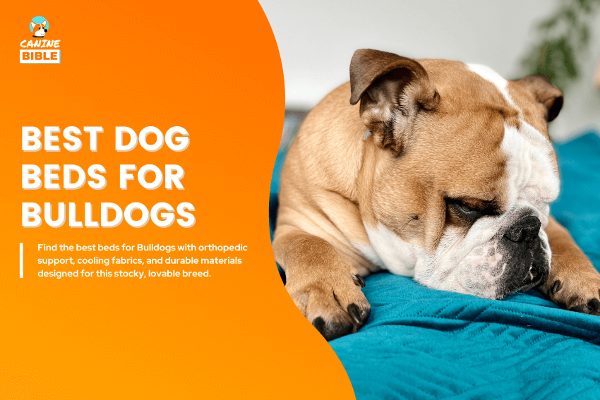 15 Best Dog Beds for Bulldogs 2026: Reviewed & Tested - Canine Bible