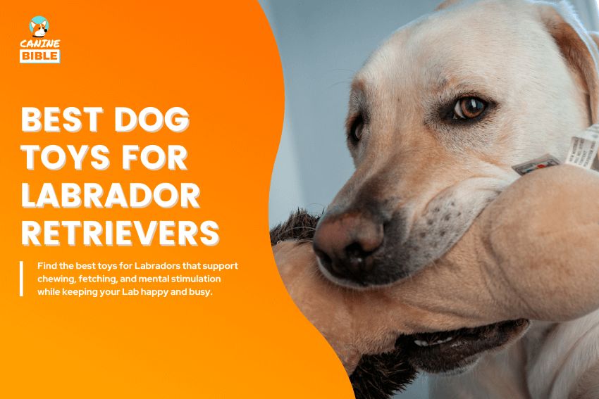 15 Best Dog Toys for Labrador Retrievers 2026: Reviewed & Tested ...
