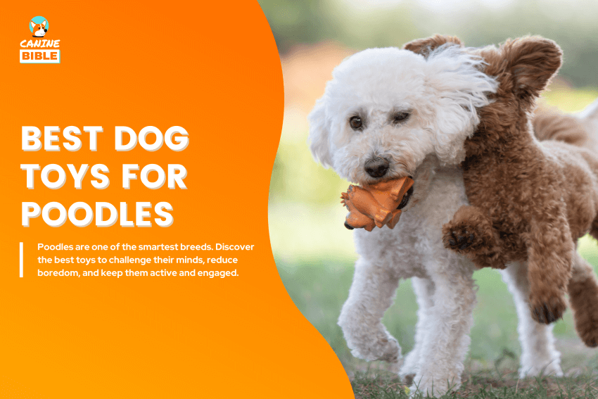 15 Best Dog Toys for Poodles 2026: Reviewed & Tested - Canine Bible