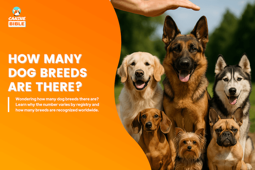 How Many Dog Breeds Are There in The World? 2026 Total Numbers - Canine Bible