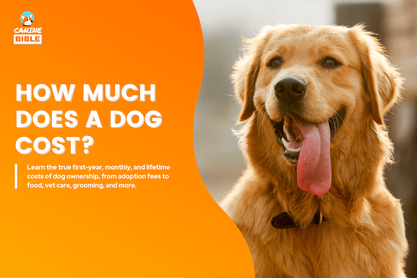How Much Does A Dog Cost 2026? Price Guide Per Day, Month & Year ...