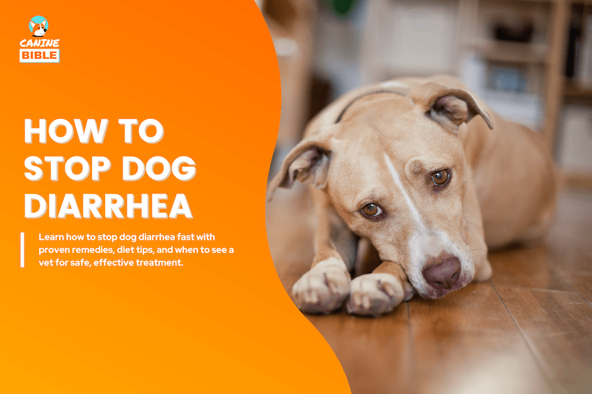 How to Stop Dog Diarrhea: 7 Vet-Approved Steps to Treat It At-Home ...