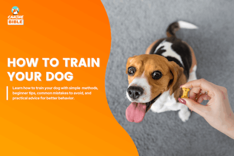 How to Train a Dog 101: Teach Obedience & Commands Like A Pro - Canine ...