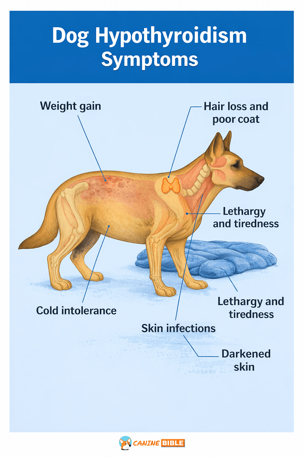 Hypothyroidism in Dogs: Symptoms, Types, Causes, Signs & Prevention ...
