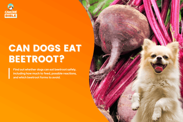 The Complete Guide to Dogs Eating Beetroot: Toxic or Safe? - Canine Bible