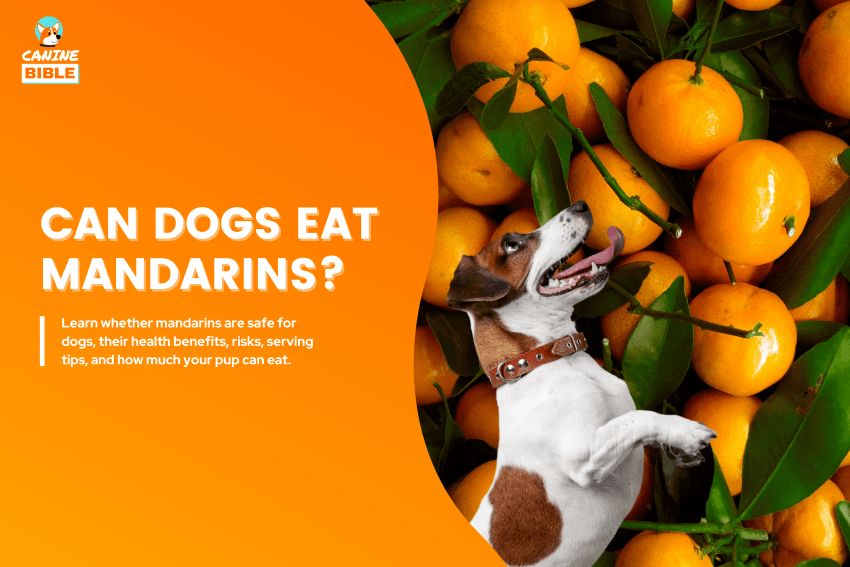 The Complete Guide to Dogs Eating Mandarins: Toxic or Safe? - Canine Bible