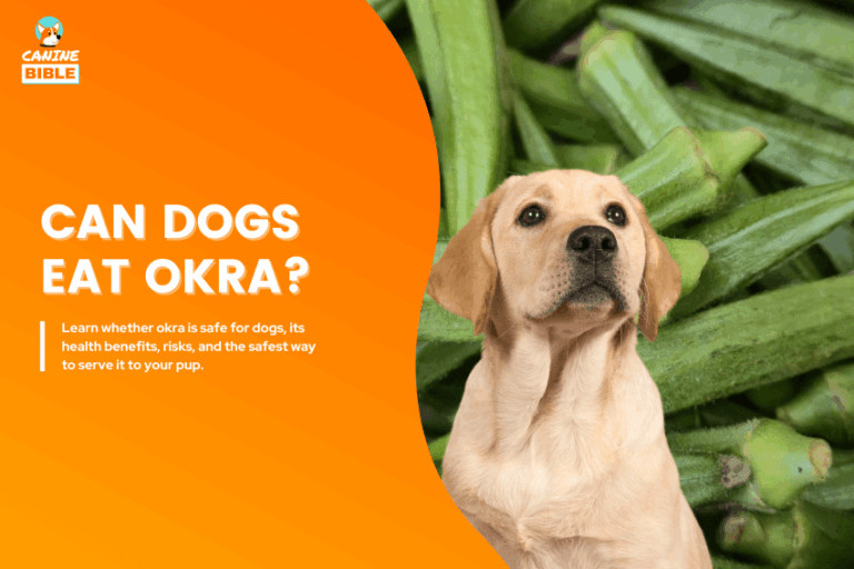 The Complete Guide to Dogs Eating Okra: Deadly or Safe? - Canine Bible