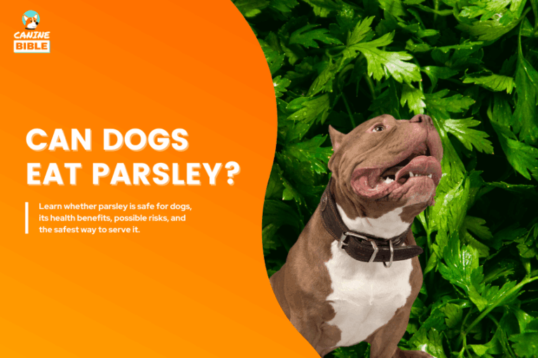 The Complete Guide to Dogs Eating Parsley: Nutritious or Bad? - Canine ...