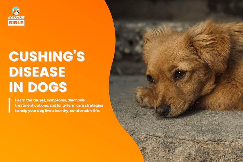 Cushing’s Disease in Dogs: Symptoms, Types, Causes, Signs & Prevention ...