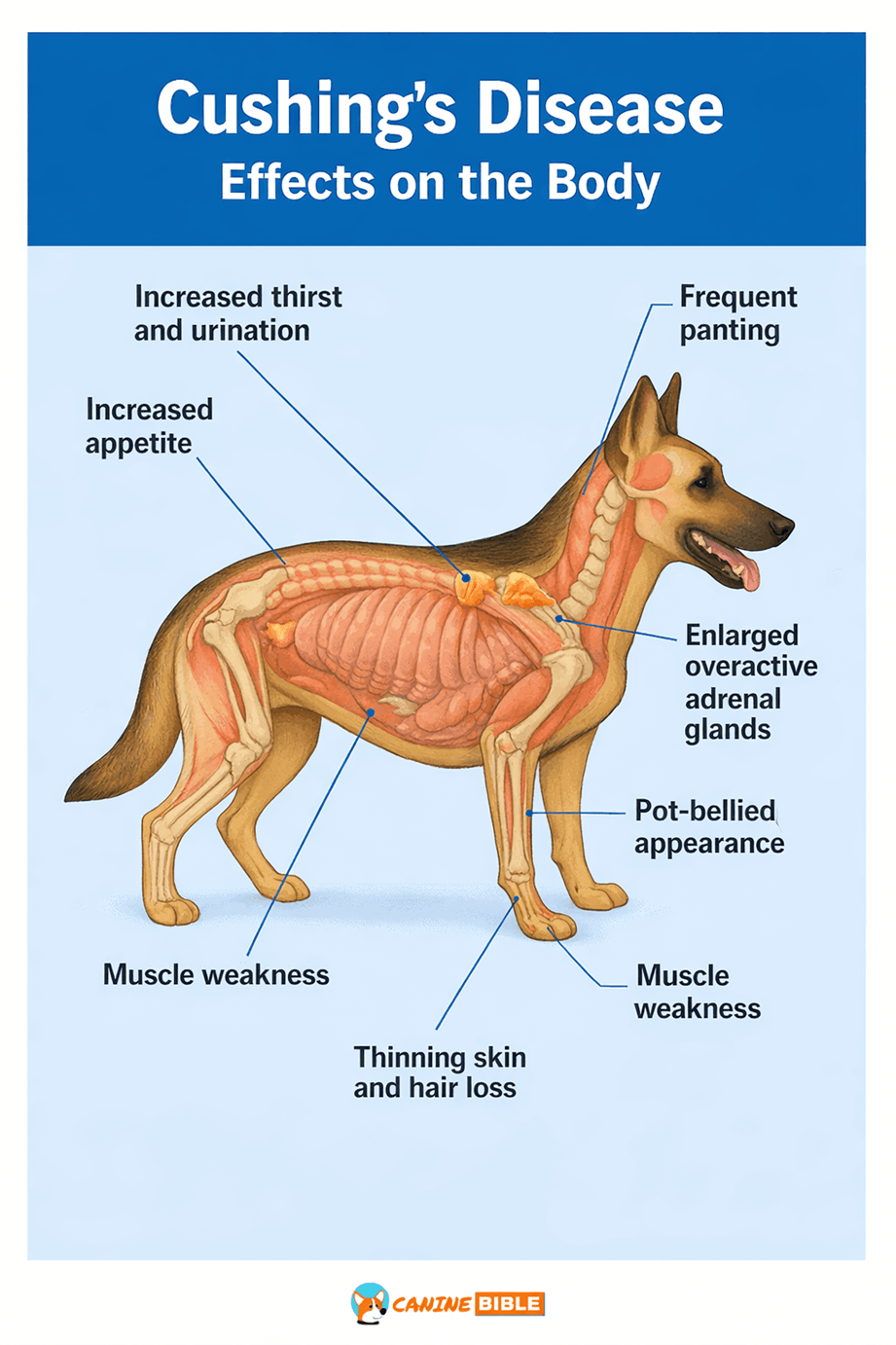 Cushing’s Disease in Dogs: Symptoms, Types, Causes, Signs & Prevention ...