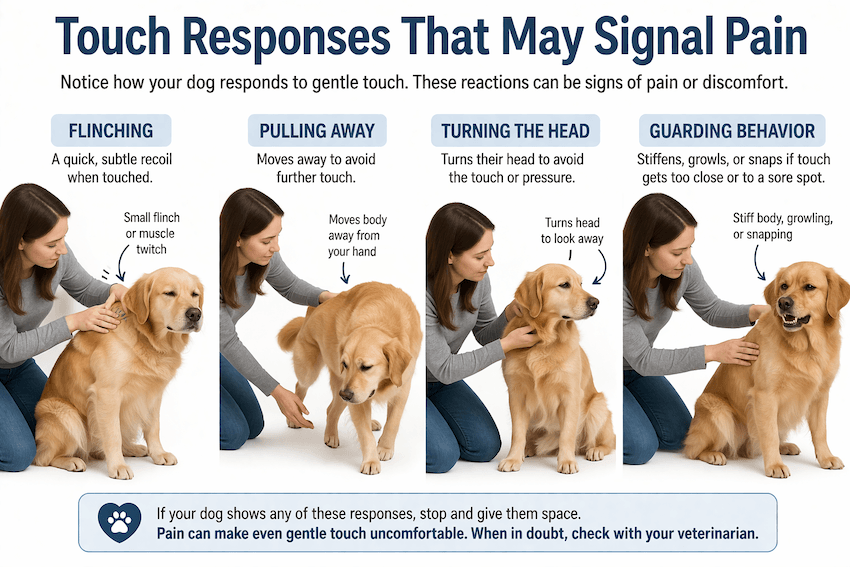 How to Tell if Your Dog Is in Pain 101: Signs & Key Steps to Help ...