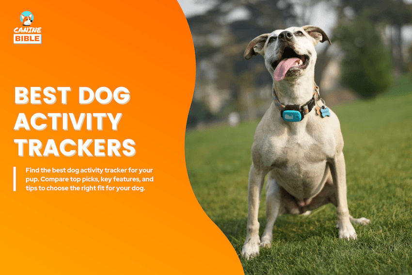 The 10 Best Dog Activity Trackers of 2026: Reviewed & Tested - Canine Bible