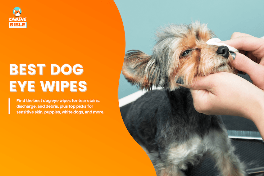The 12 Best Dog Eye Wipes of 2026: Vet-Approved - Canine Bible