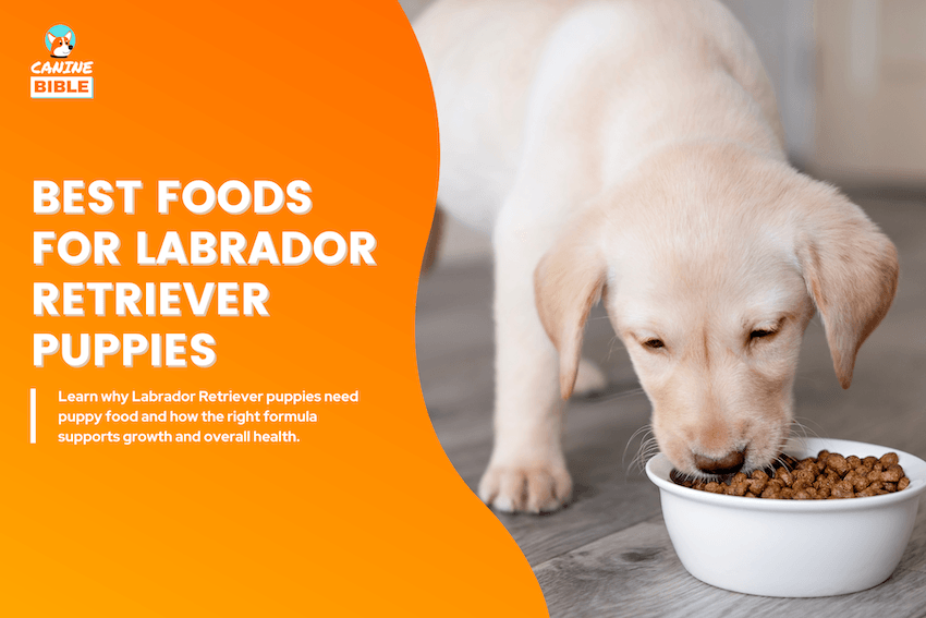 10 Best Foods for Labrador Retriever Puppies 2026: Vet-Approved ...