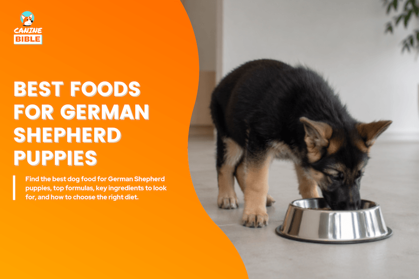 10 Best Foods for German Shepherd Puppies 2026: Vet-Approved - Canine Bible