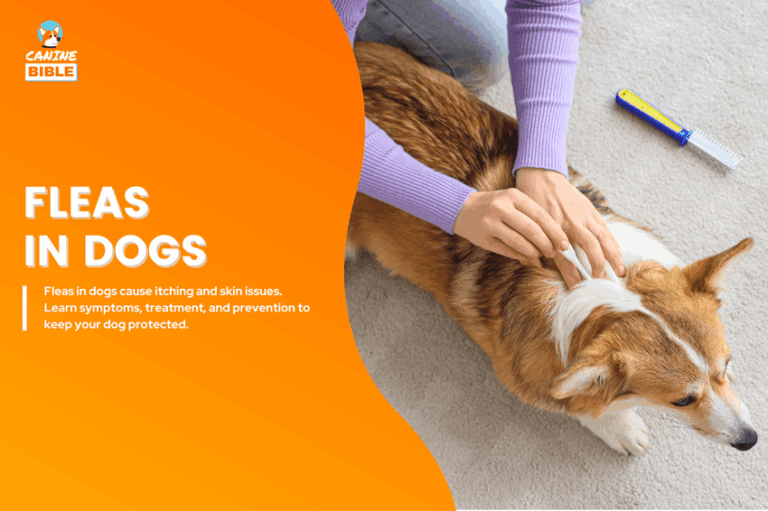 Dog Caffeine Toxicity Calculator: Calculate Toxicity in Dogs - Canine Bible
