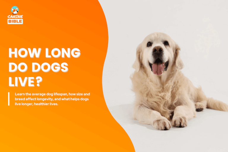 How Long Do Dogs Live? Average Lifespan by Breed, Size, Charts & Other ...