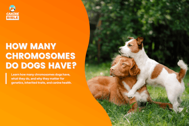 How Long Do Dogs Live? Average Lifespan by Breed, Size, Charts & Other ...
