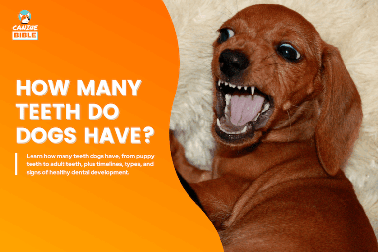 How Many Teeth Do Dogs Have? Chart, Diagram & Dog Dental Facts - Canine ...