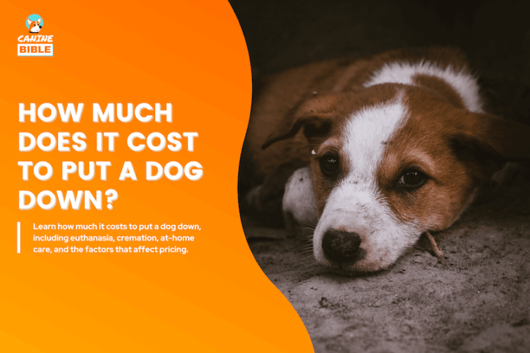 How Much Does It Cost to Put a Dog Down? Dog Euthanasia Price - Canine ...