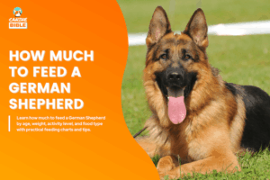German Shepherd Feeding Chart: How Much to Feed a GSD? (Puppy, Adult ...