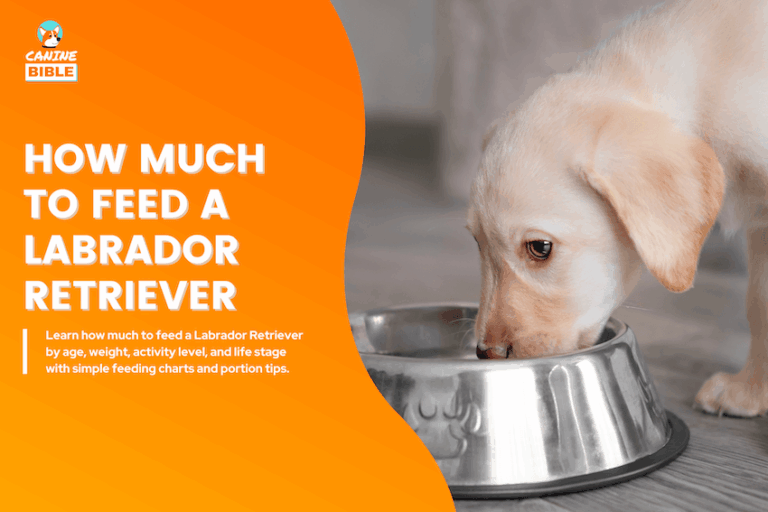 Labrador Retriever Feeding Chart: How Much to Feed a Lab? (Puppy, Adult ...