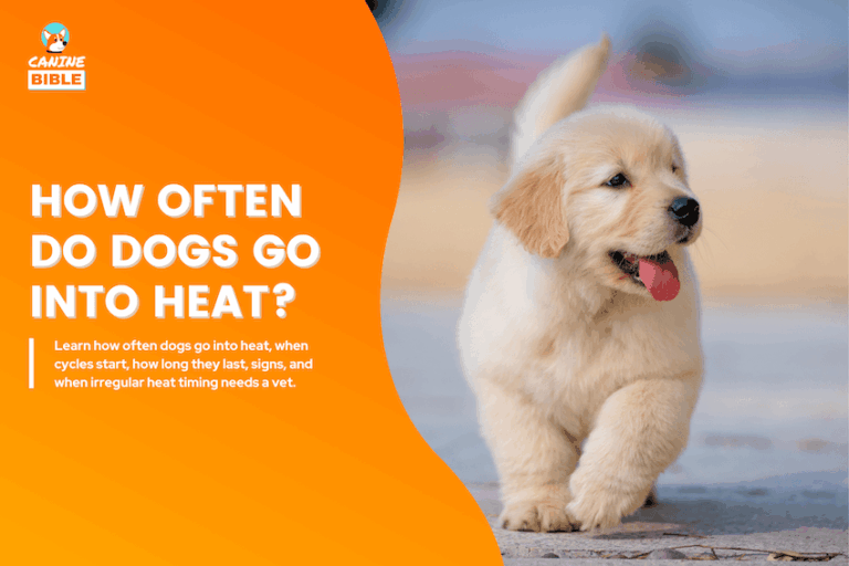 How Often Do Dogs Go Into Heat? Heat Cycle Timeline, Signs, More ...