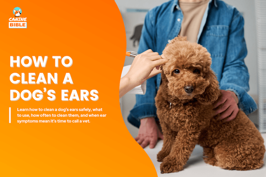 How to Clean a Dog’s Ears: 7 Vet-Approved At-Home Steps - Canine Bible