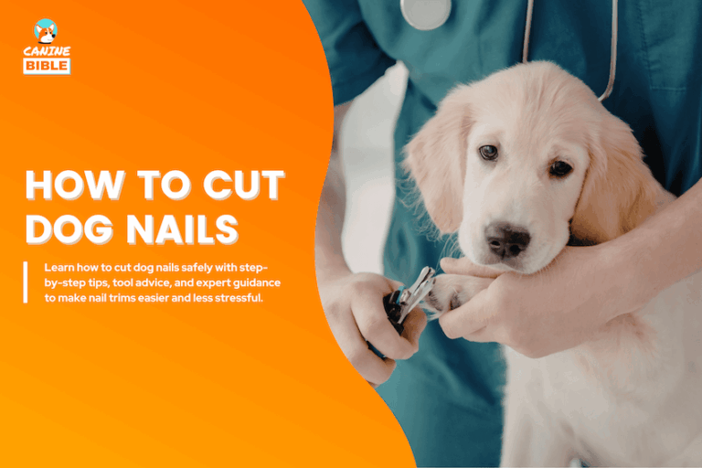 How to Cut Dog Nails: 8 Easy at-Home Steps to Trim Properly - Canine Bible