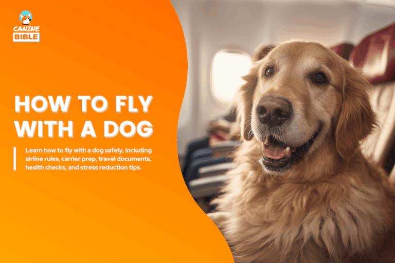 How to Fly With a Dog in 2026: Airline Pet Policies, Prep Guide & Tips ...