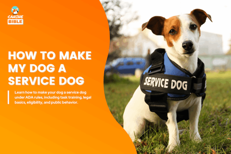 How to Make My Dog a Service Dog: Complete Guide (Step-by-Step ...