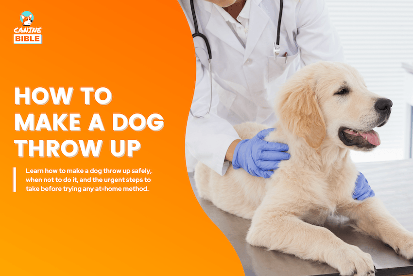 How to Make a Dog Throw Up: When It’s Safe & When It’s Not - Canine Bible
