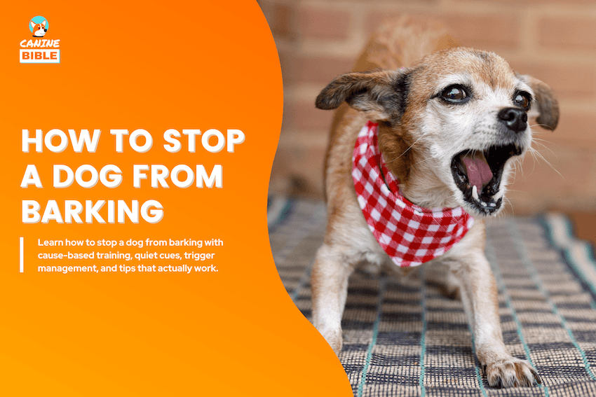 How to Stop a Dog From Barking: 8 Easy-Step Guide (Fast & Effective ...