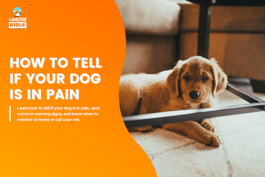 How to Tell if Your Dog Is in Pain 101: Signs & Key Steps to Help ...