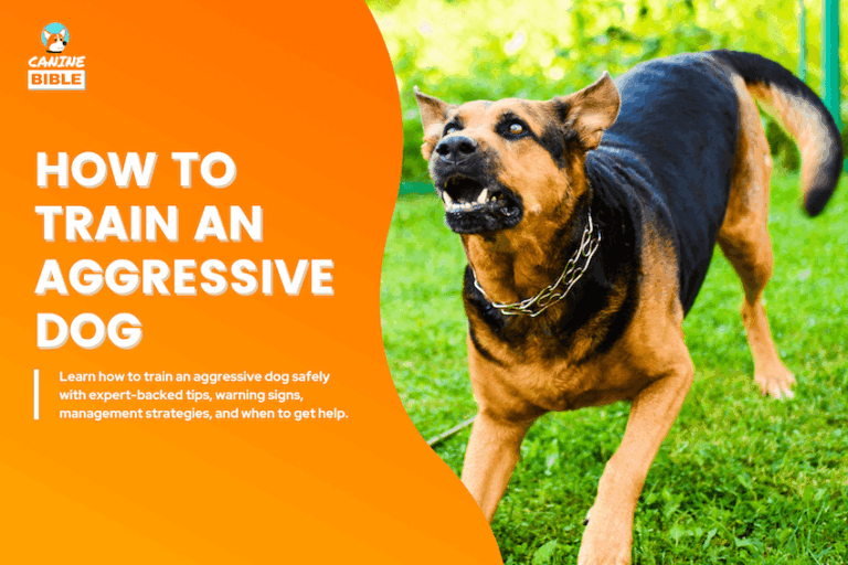How to Crate Train a Dog or Puppy 101: 8 Trainer-Approved Steps ...