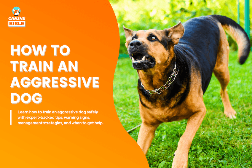 How to Train an Aggressive Dog: Complete Guide (From Vicious to ...