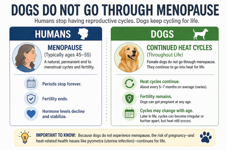 How Often Do Dogs Go Into Heat? Heat Cycle Timeline, Signs, More ...