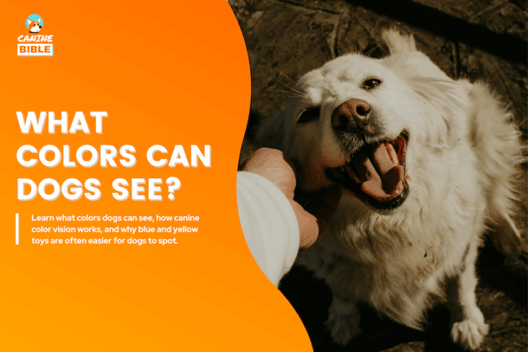 What Colors Can Dogs See? The Full Guide to Dog Color Vision - Canine Bible
